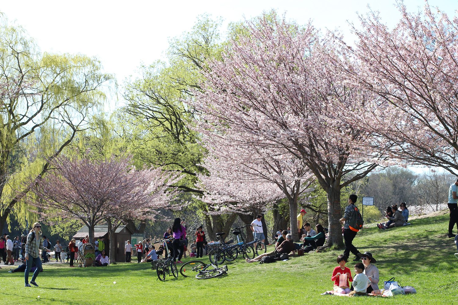 Sakura in High Park